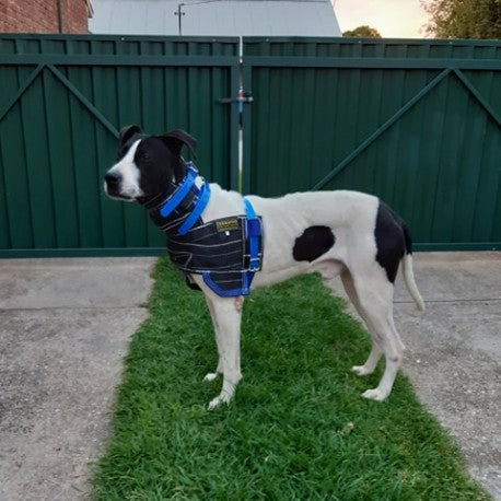 READY-MADE PIG DOG BREAST PLATES WITH SHOULDER EXTENSIONS (HARNESS WEB ...